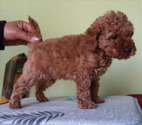 Prodaja pasa i psi na poklon Pudla | Halo oglasi