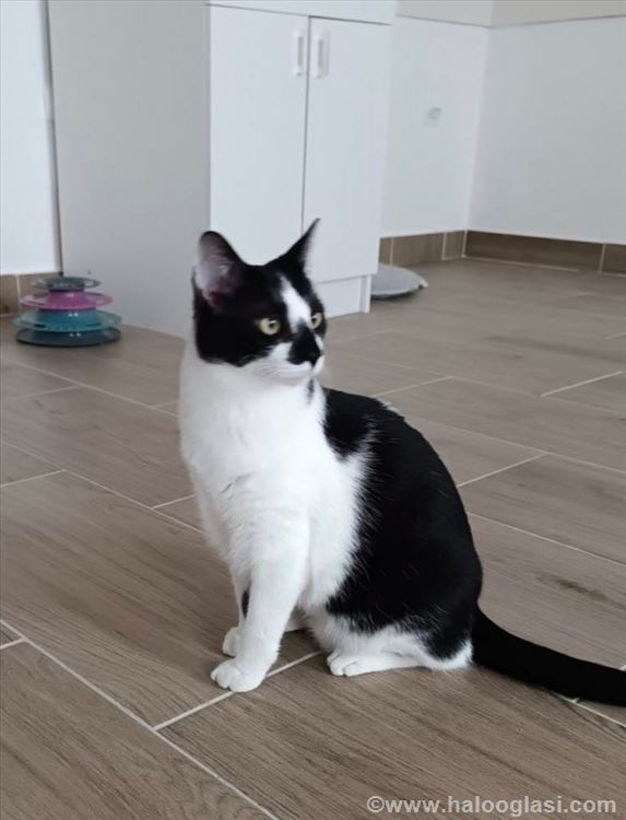 Drago i nezno mače Kata trazi topao dom | Halo Oglasi