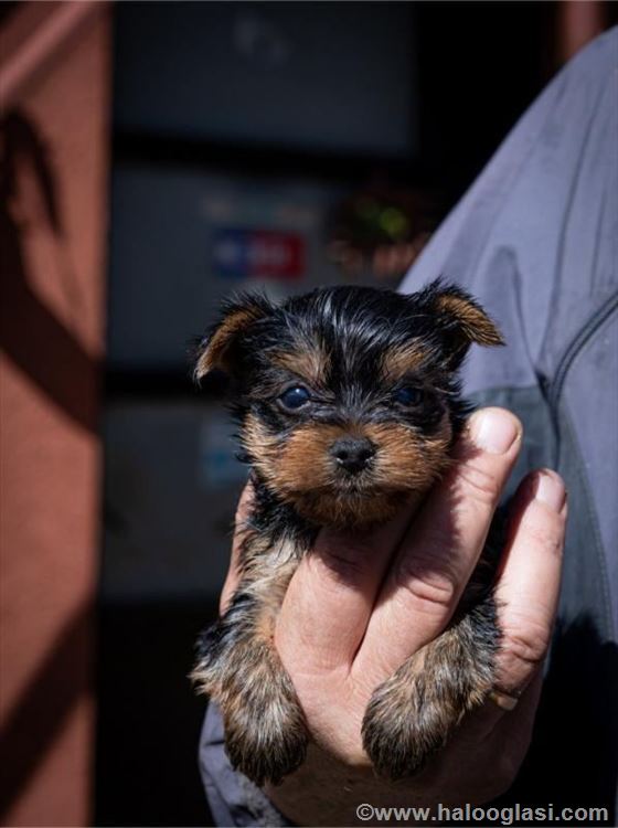 Jorkšir terijer, mini jorki | Halo Oglasi