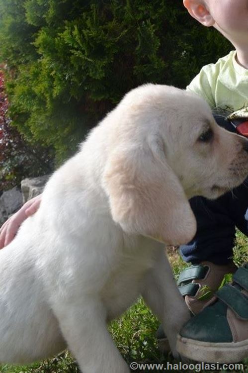 Labrador retriver, štene | Halo Oglasi
