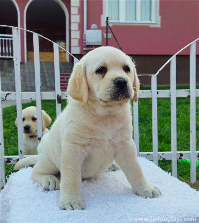 Labrador retriver, štene | Halo Oglasi