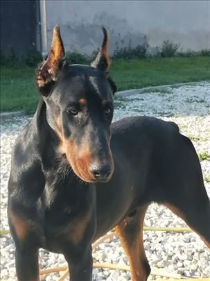 Prodaja pasa i psi na poklon Doberman | Halo oglasi