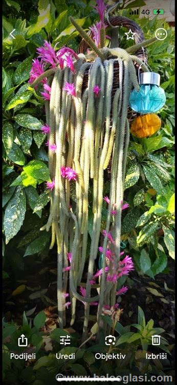 Razno cveće | Halo Oglasi