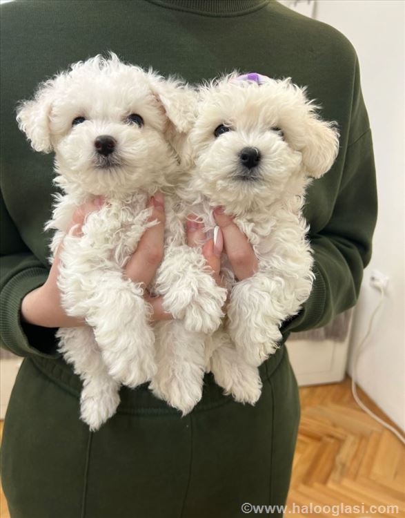 Kovrdžavi bišon, štene | Halo Oglasi