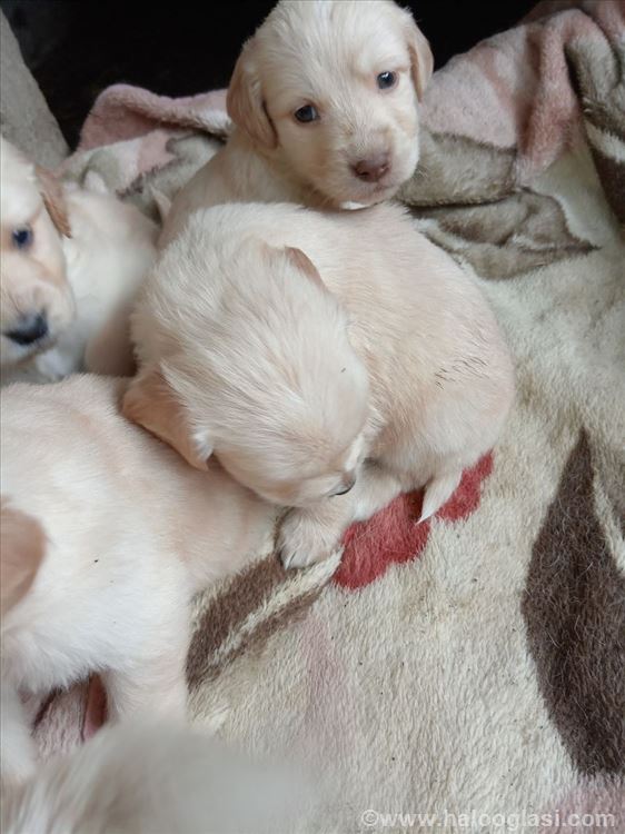 Zlatni retriver, štene | Halo Oglasi