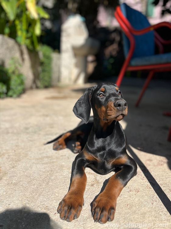 Doberman , štene | Halo Oglasi