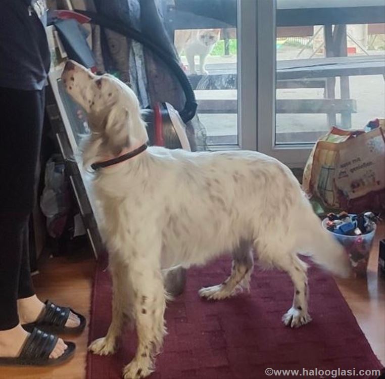 Engleski seter, mlad pas | Halo Oglasi