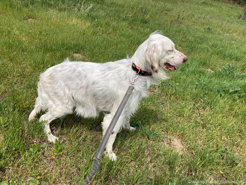 Engleski seter, mlad pas | Halo Oglasi