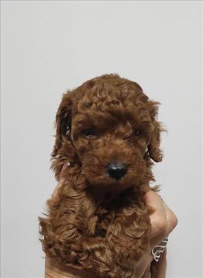 Prodaja pasa i psi na poklon Pudla | Halo oglasi