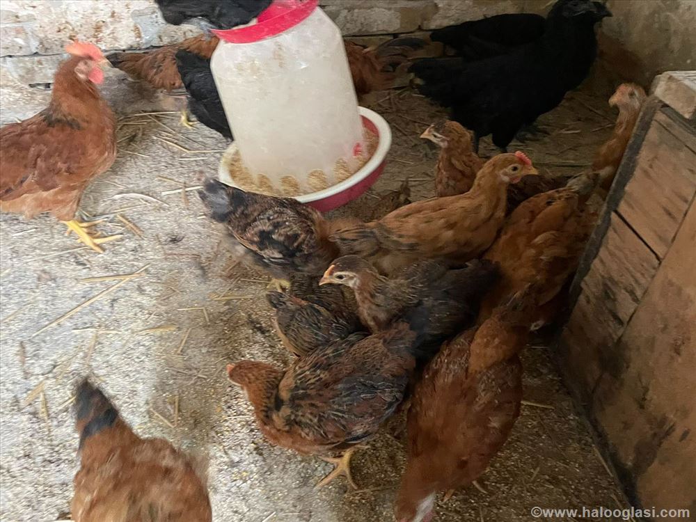 Domaci Pilici | Halo Oglasi