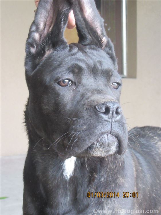 Cane Corso ( kane korso ) žensko štene | Halo Oglasi