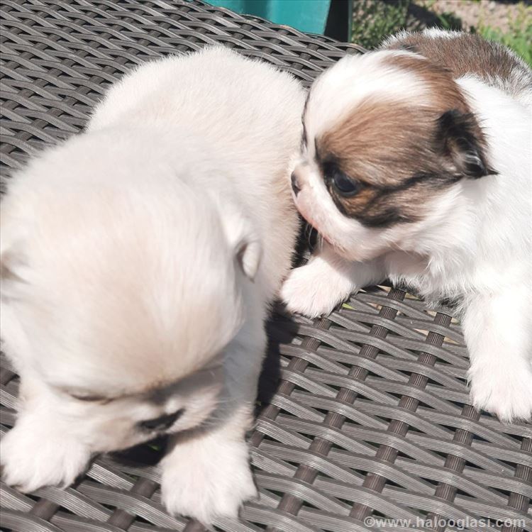 Pekinezer, štene | Halo Oglasi