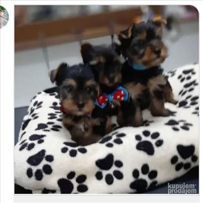 Prodaja pasa i psi na poklon Jorkširski terijer | Halo oglasi