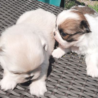 Prodaja pasa i psi na poklon Pekinezer | Halo oglasi