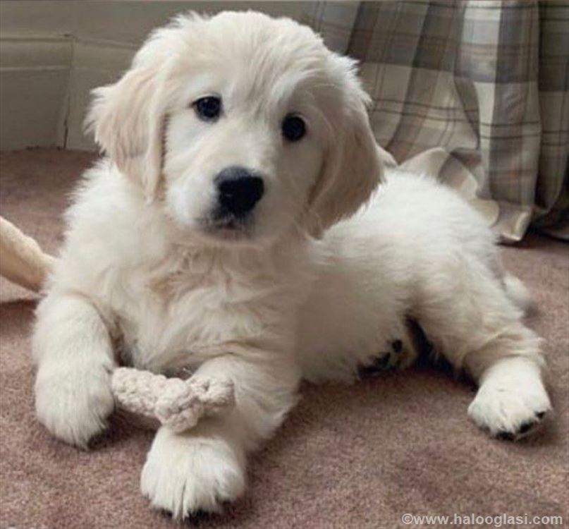 Zlatni retriver, štene | Halo Oglasi