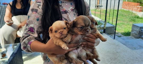 Prodaja pasa i psi na poklon Pekinezer | Halo oglasi