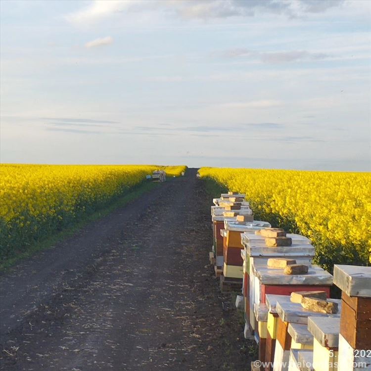 MED uljane repice | Halo Oglasi