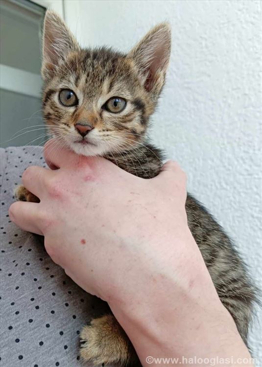 Poklanja se lepamala,umiljata,pitoma tigrasta maca | Halo Oglasi