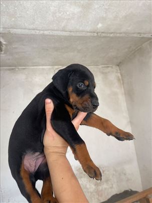 Prodaja pasa i psi na poklon Doberman | Halo oglasi
