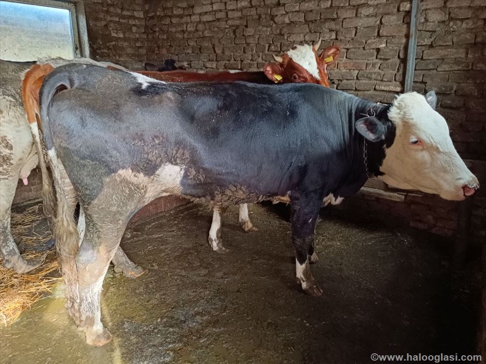 Junica na prodaju | Halo Oglasi