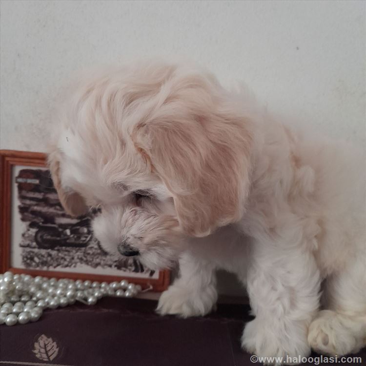Maltipoo stene, decak | Halo Oglasi