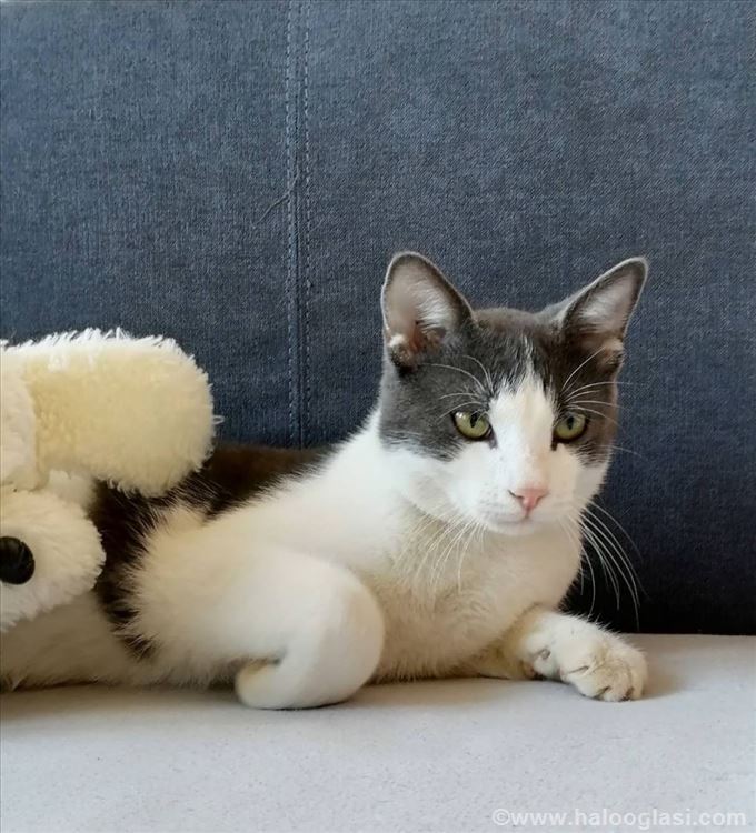 Sreten, macak predivnog karaktera trazi dom | Halo Oglasi