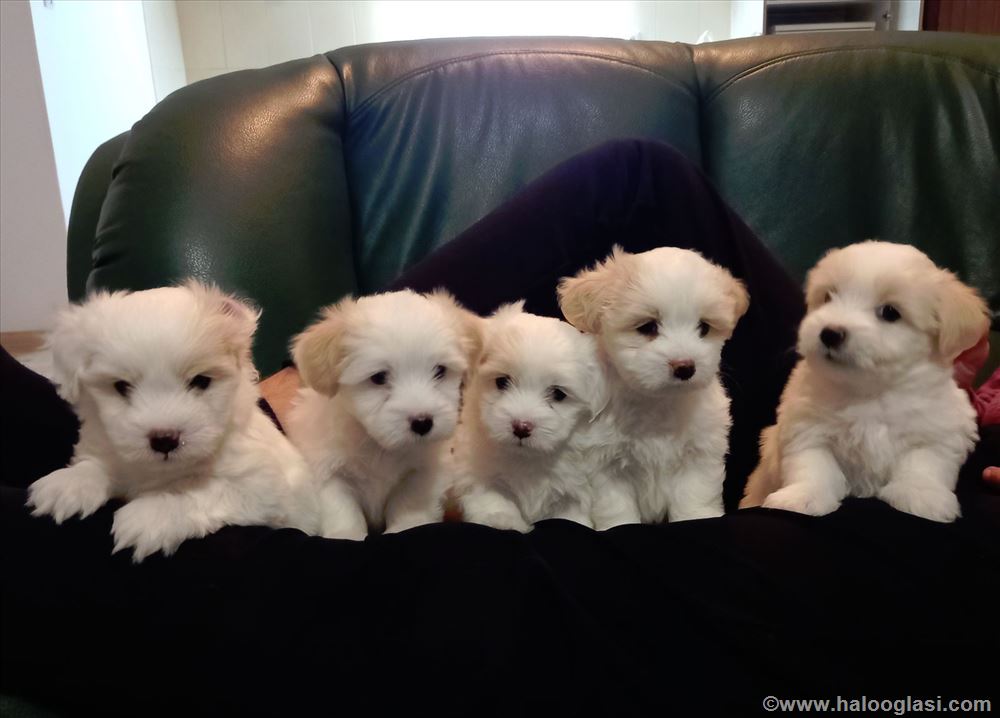 Tulearski pas, štene | Halo Oglasi