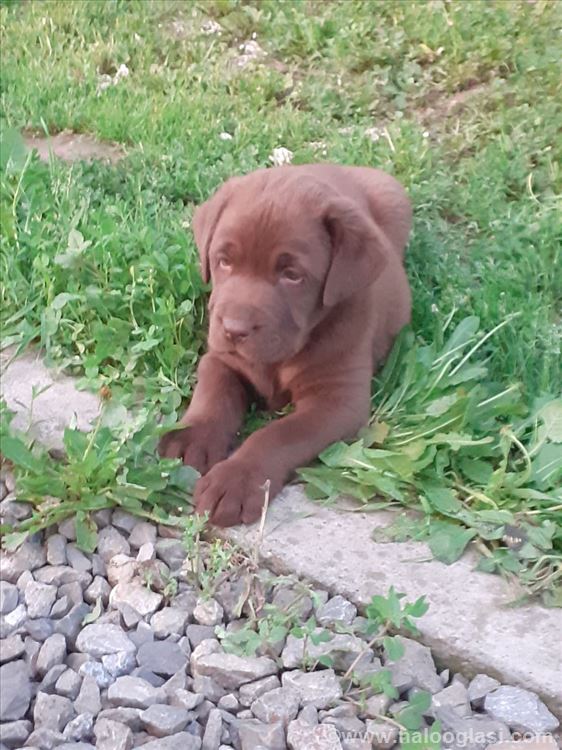 Labrador retriver, štene | Halo Oglasi