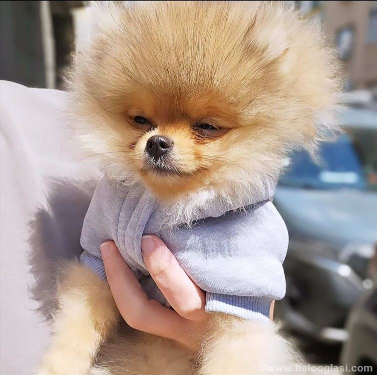 Maleni decko | Halo Oglasi