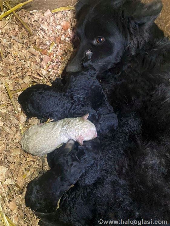 Vojvođanski pulin, štene | Halo Oglasi