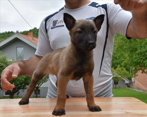 Prodaja pasa i psi na poklon Malinoa, Belgijski ovčar | Halo oglasi