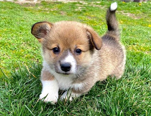 Prodaja pasa i psi na poklon Velški korgi pembrok | Halo oglasi