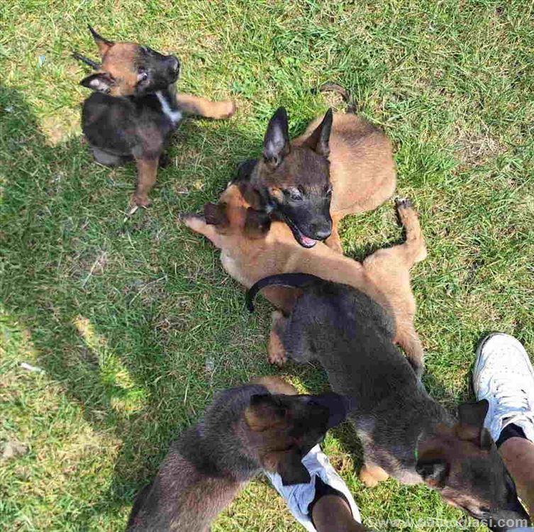 Belgijski ovcar Malinoa stenci | Halo Oglasi