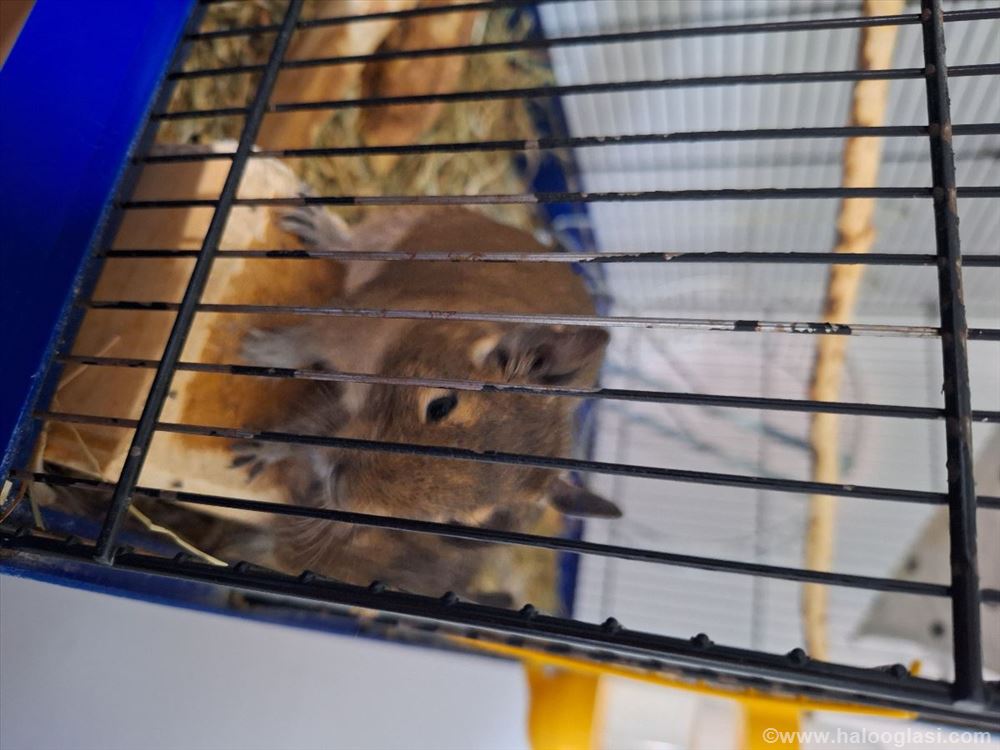 Čileanska degu veverica | Halo Oglasi