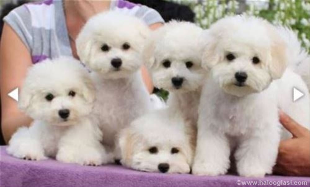 Kovrdžavi bišon, štene | Halo Oglasi