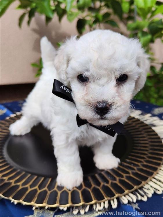 Kovrdžavi bišon, štene | Halo Oglasi