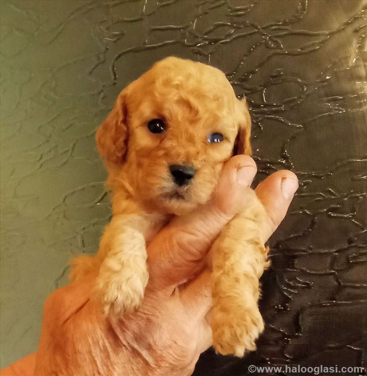Patuljasta Pudla, štene | Halo Oglasi