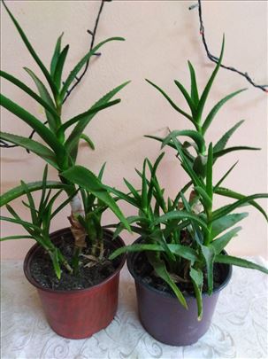 Kaktusi | Halo oglasi