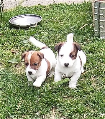 Prodaja pasa i psi na poklon Džek Rasel terijer | Halo oglasi