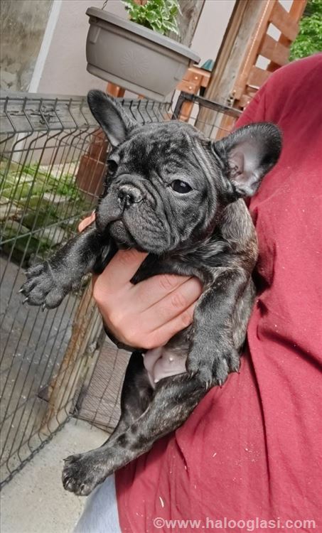 Francuski buldog, štene zenka | Halo Oglasi