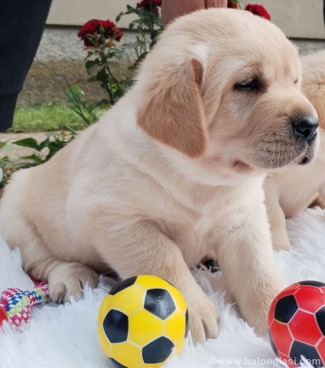 Labrador retriver, štene | Halo Oglasi