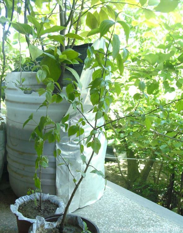 Sadnice drena - višegodišnje | Halo Oglasi