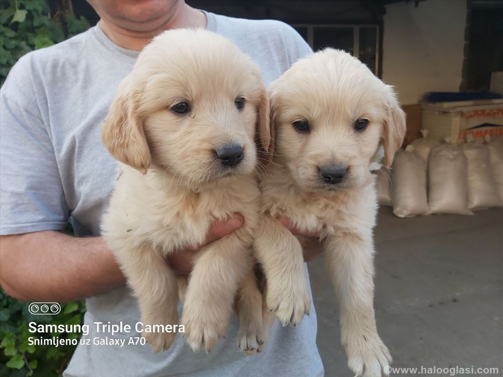 Zlatni retriver, štene | Halo Oglasi