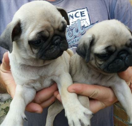 Prodaja pasa i psi na poklon Mops | Halo oglasi