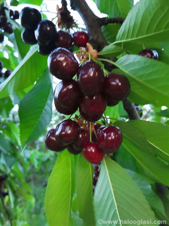 Trešnja Burlat | Halo Oglasi