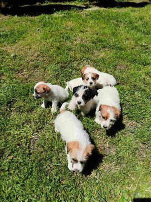 Prodaja pasa i psi na poklon Džek Rasel terijer | Halo oglasi