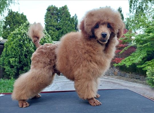 Prodaja pasa i psi na poklon Pudla | Halo oglasi