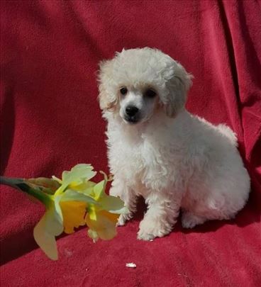 Prodaja pasa i psi na poklon Pudla | Halo oglasi