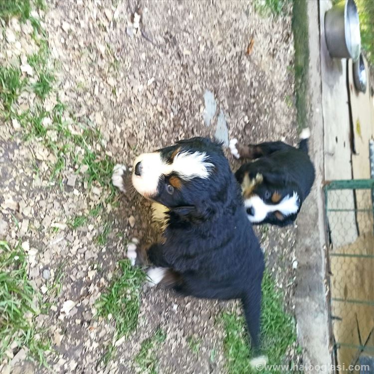 Bernski pastirski pas, štene | Halo Oglasi