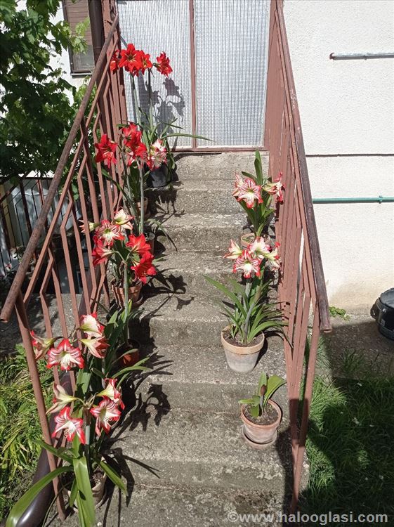 Klivija na prodaju | Halo Oglasi